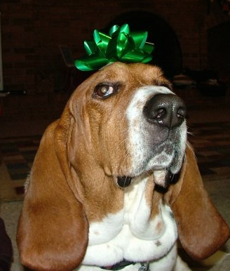 Ode to a Dog – Before You Grow Up